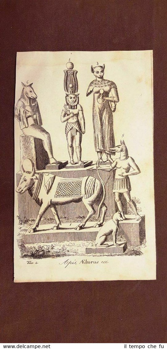 Api e Aelurus Divinità egizie Egitto Acquaforte del 1830 Costume antico ...